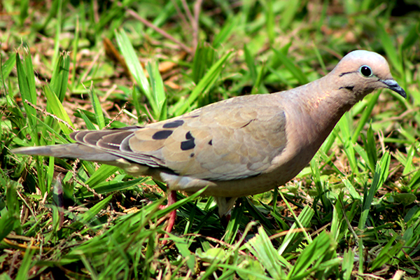 Museu Escola - Unesp Botucatu /SP