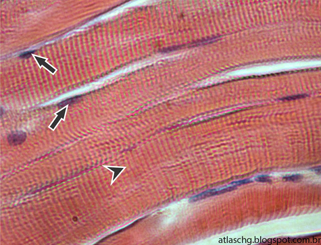 Museu Escola - Unesp Botucatu /SP